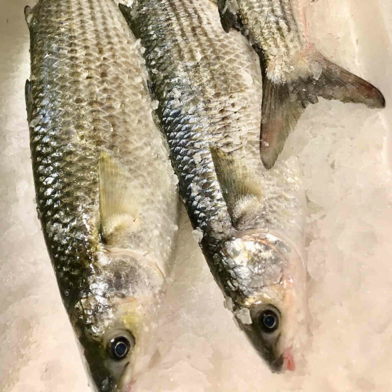 FRESH WELSH GREY MULLET (* 450-750G) - Out of the Blue Fishmongers ...