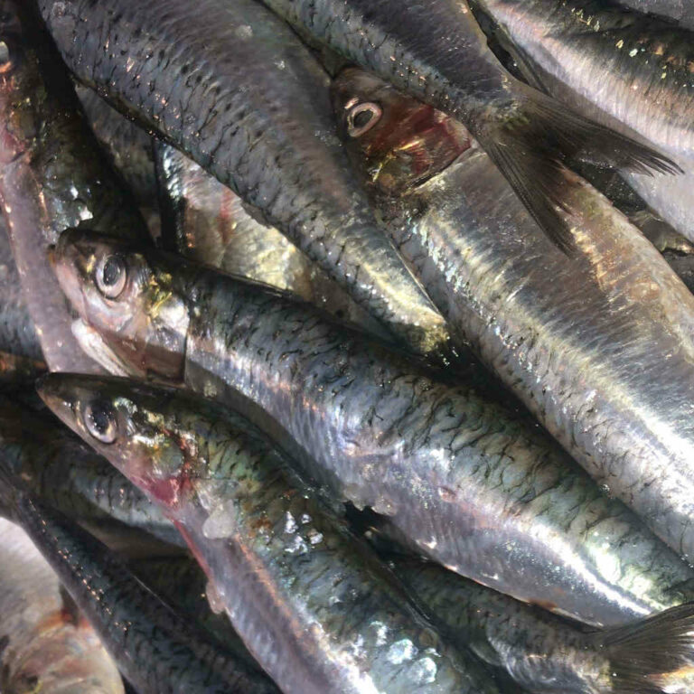 FRESH WHOLE CORNISH SARDINES (*500G) - Out of the Blue Fishmongers ...