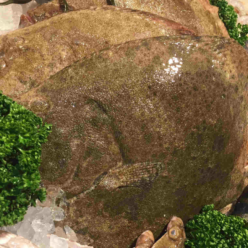 WILD CORNISH TURBOT (*1-2KG) - Out of the Blue Fishmongers, Chorlton ...